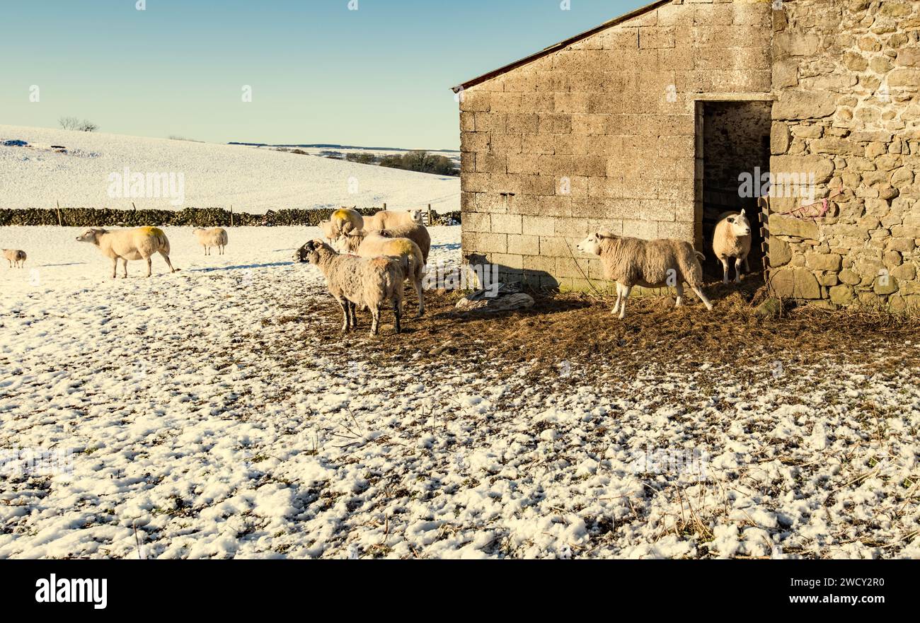 Shelter and food storage for sheep long preston hi-res stock ...