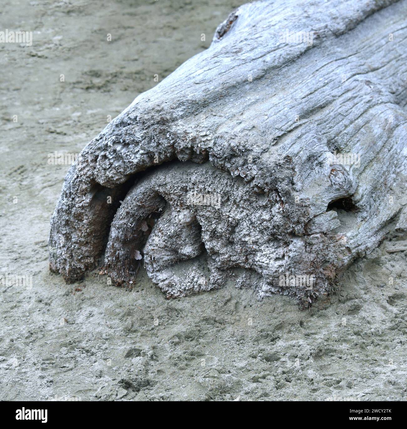 Decaying on the beach hi-res stock photography and images - Alamy