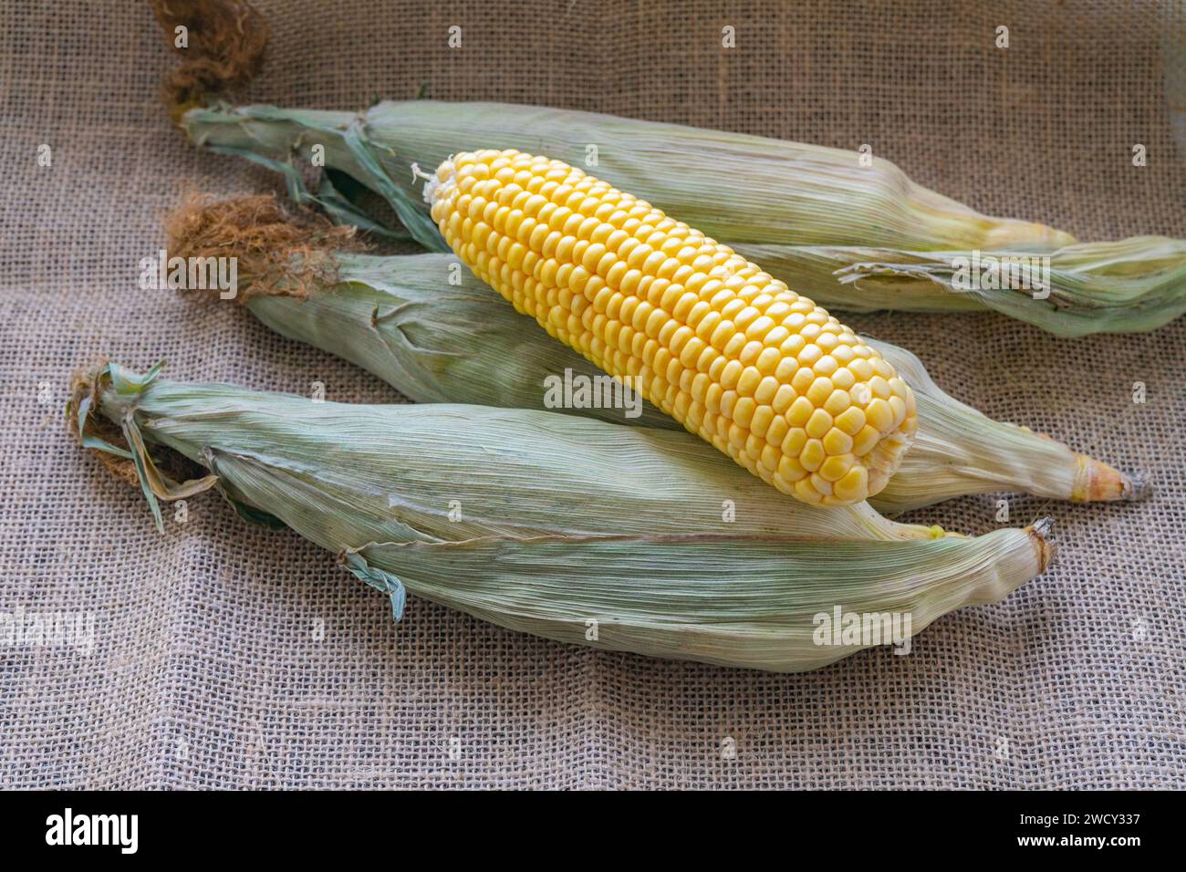Fresh young sweet corn on the cob with husks, close-up. Freshly picked ...
