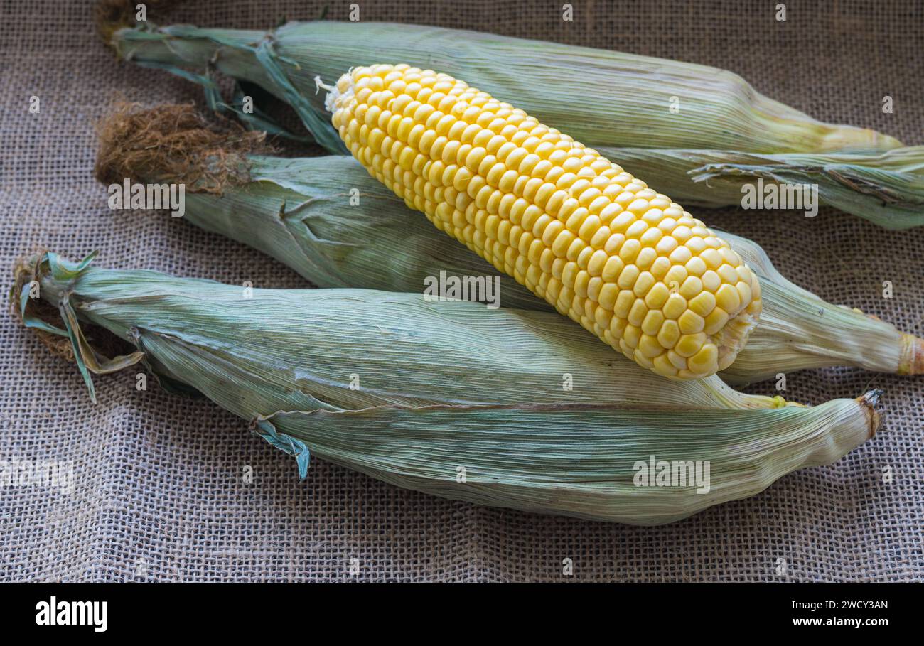 Fresh young sweet corn on the cob with husks, close-up. Freshly picked ...