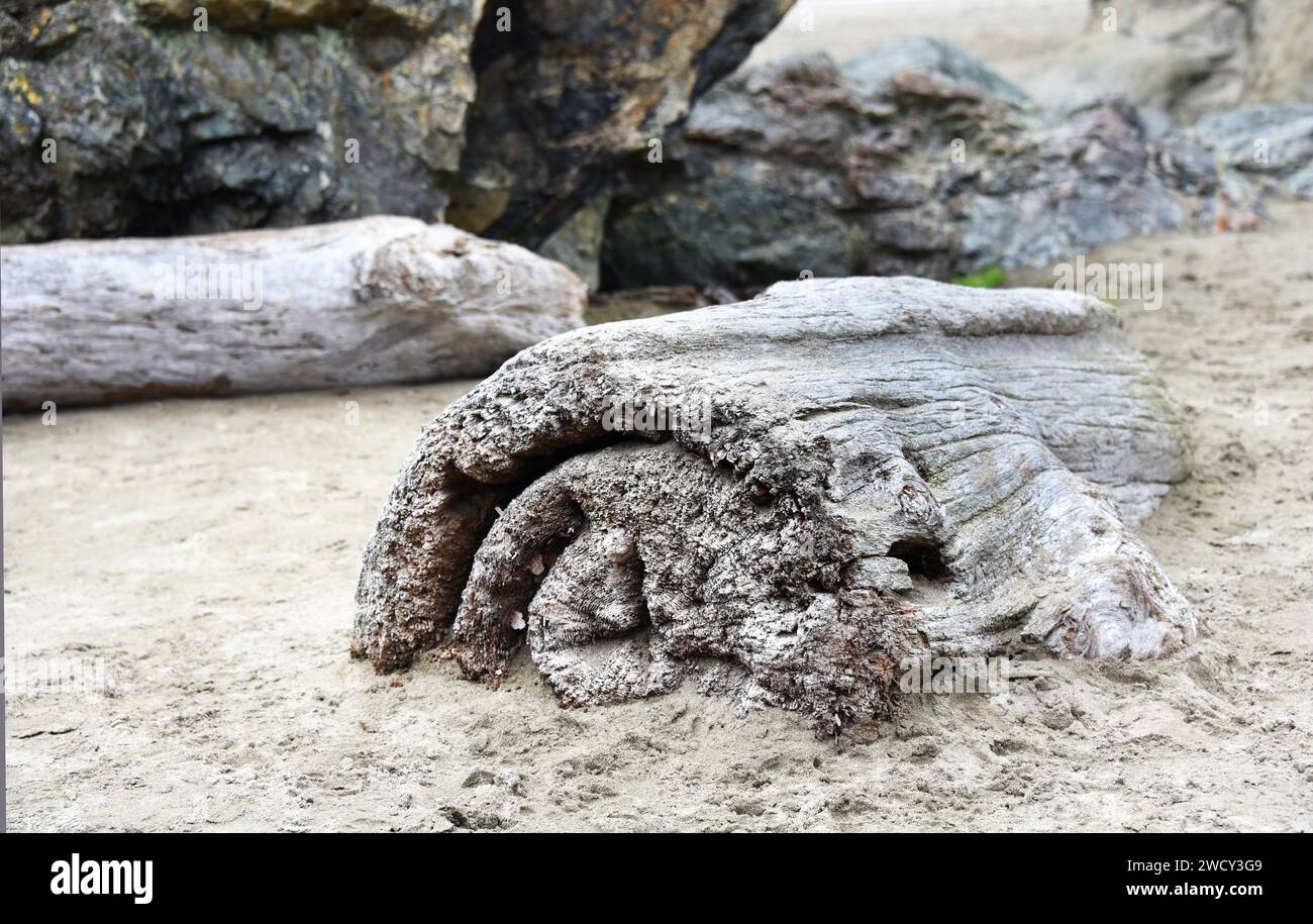 Driftwood log lays, half buried in the sandy Badon Beach in Oregon. It ...