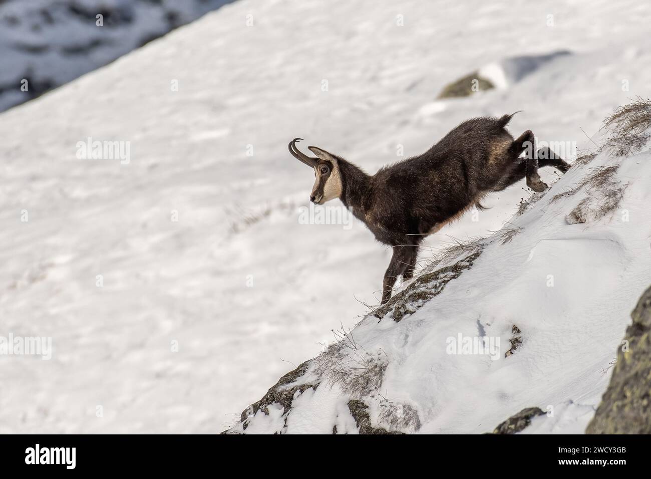Alpine chamois facing steep snowy precipice on a winter day in the ...
