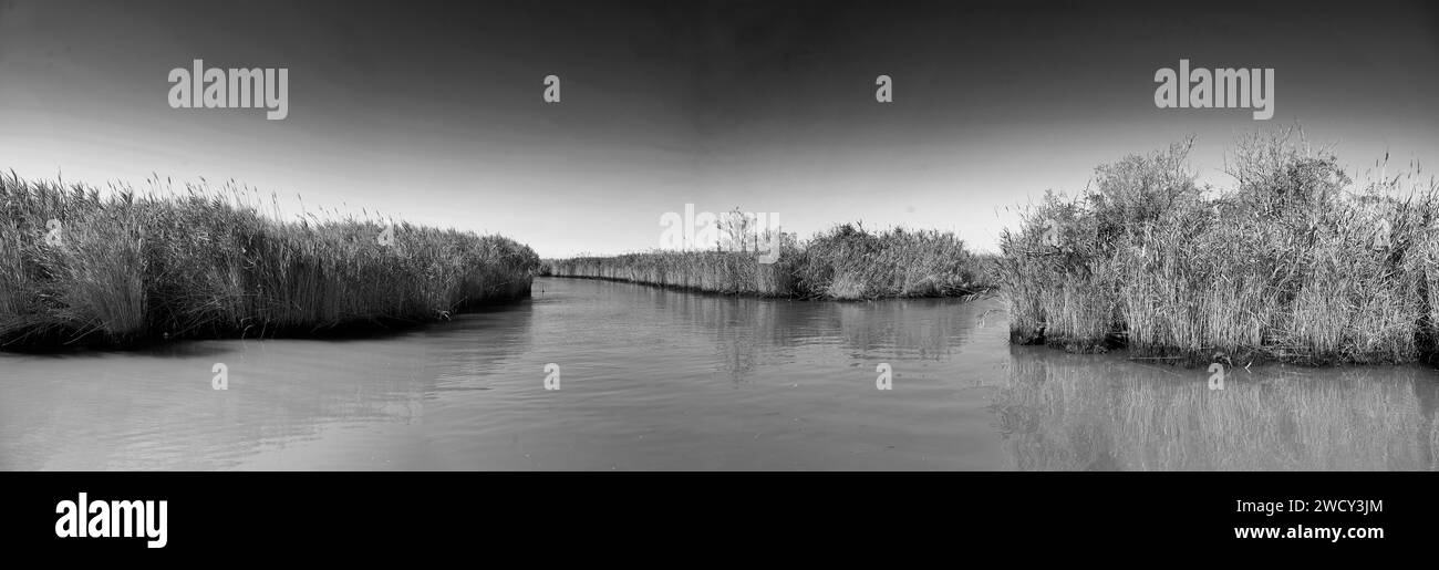Fish among reeds hi-res stock photography and images - Alamy