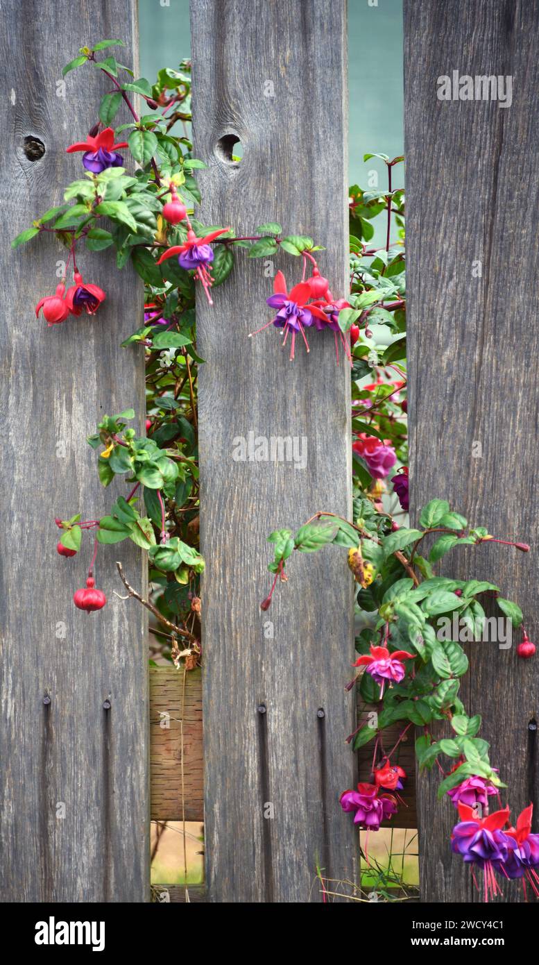 Fuchsia against purple background hi-res stock photography and images ...