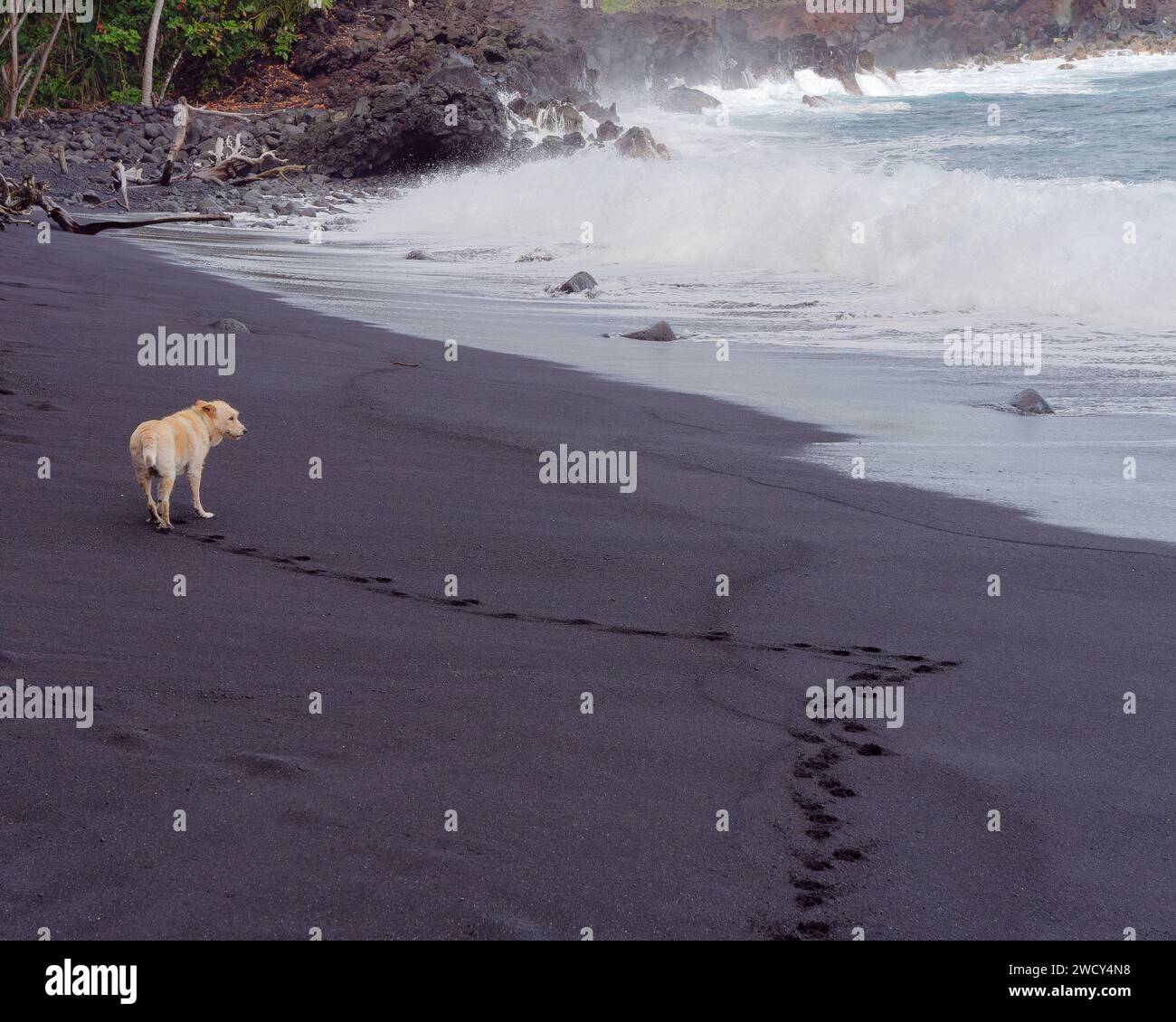 A Kehena black sand beach in the Big Island's Puna district, Hawaii ...