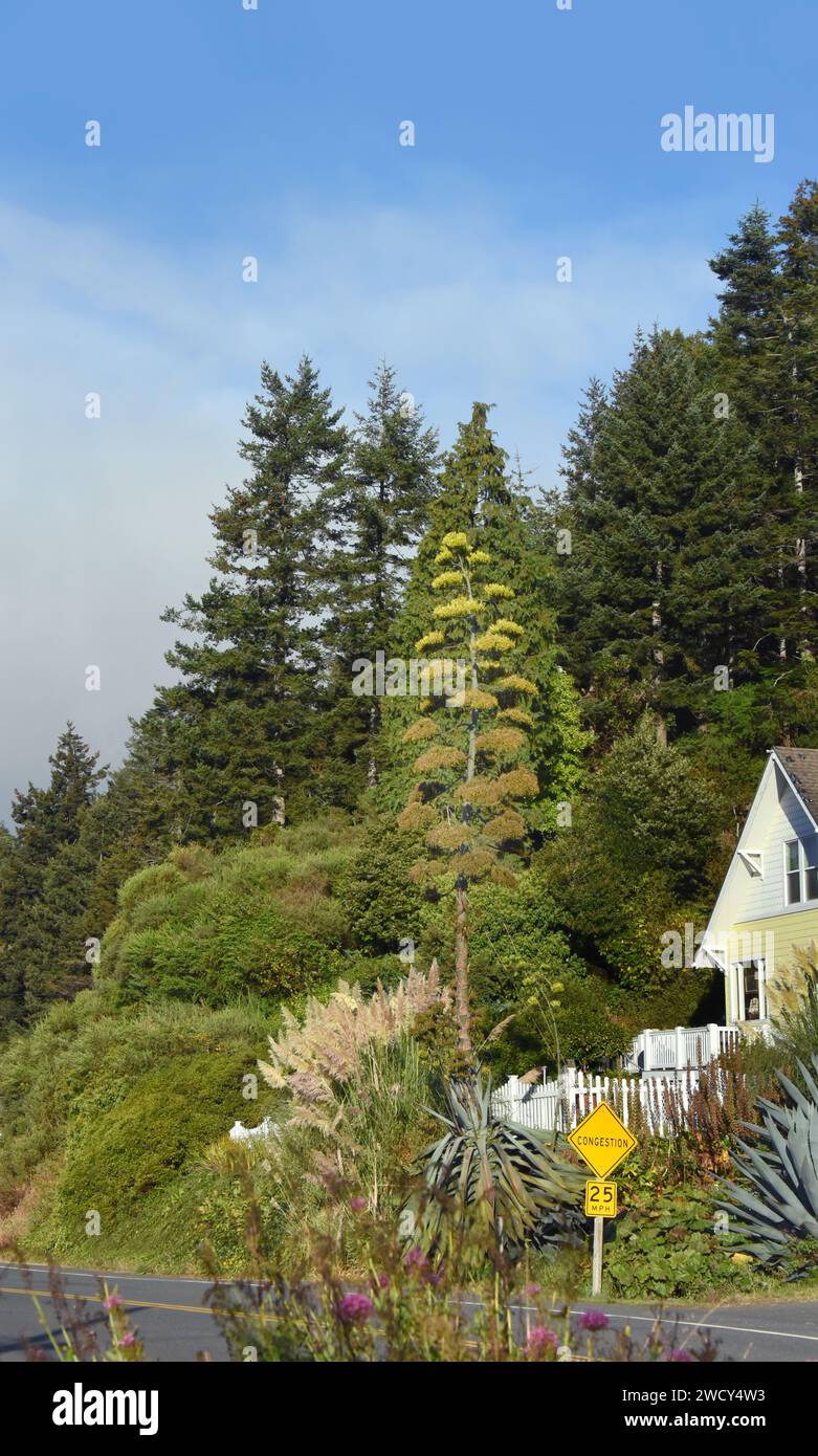 Yellow traffic sign warns of congestion on Highway 101 as it winds ...