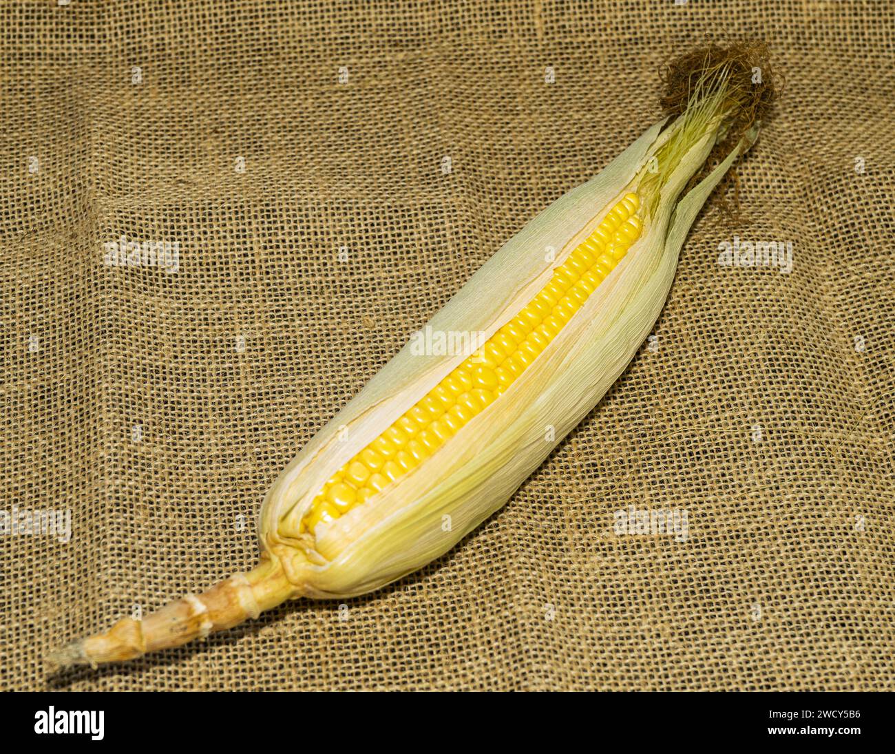 Fresh young sweet corn on the cob with husks, close-up. Freshly picked ...