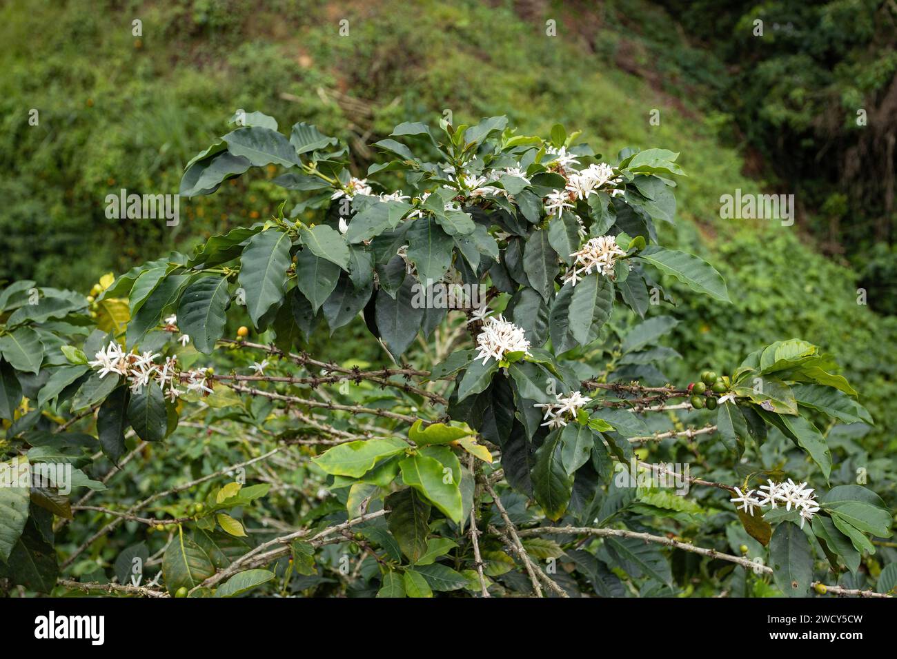 Coffea - White flower of the coffee plant, which grows in Colombia ...