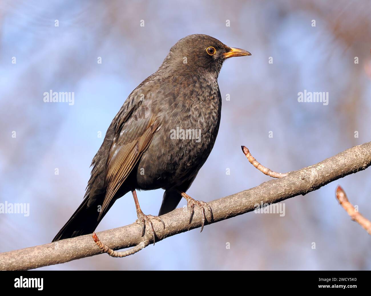 Common blackbird, Eurasian blackbird, Amsel, Merle noir, Turdus merula ...