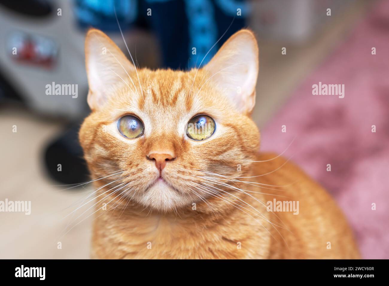 Big ginger cat hi-res stock photography and images - Alamy
