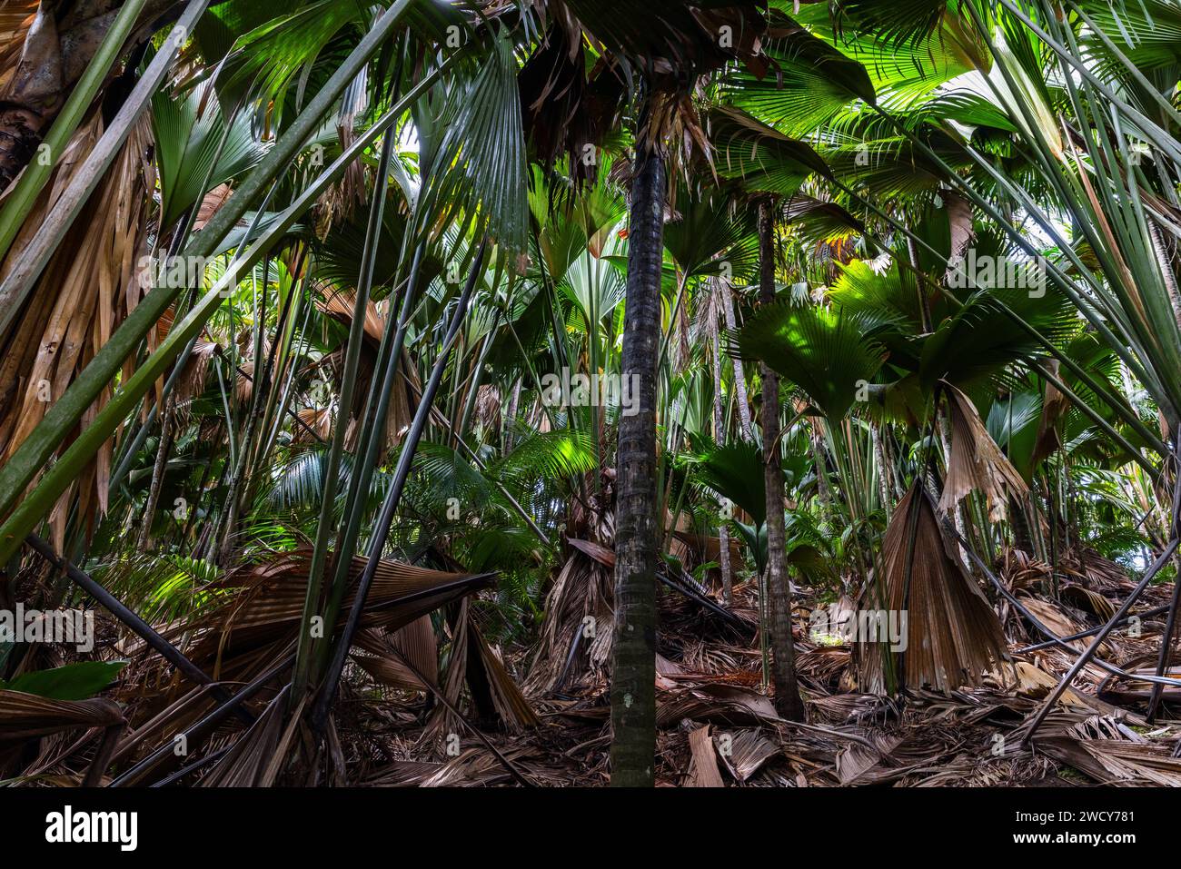 Palm forest of Vallee de Mai, Praslin island, Seychelles. Tropic ...