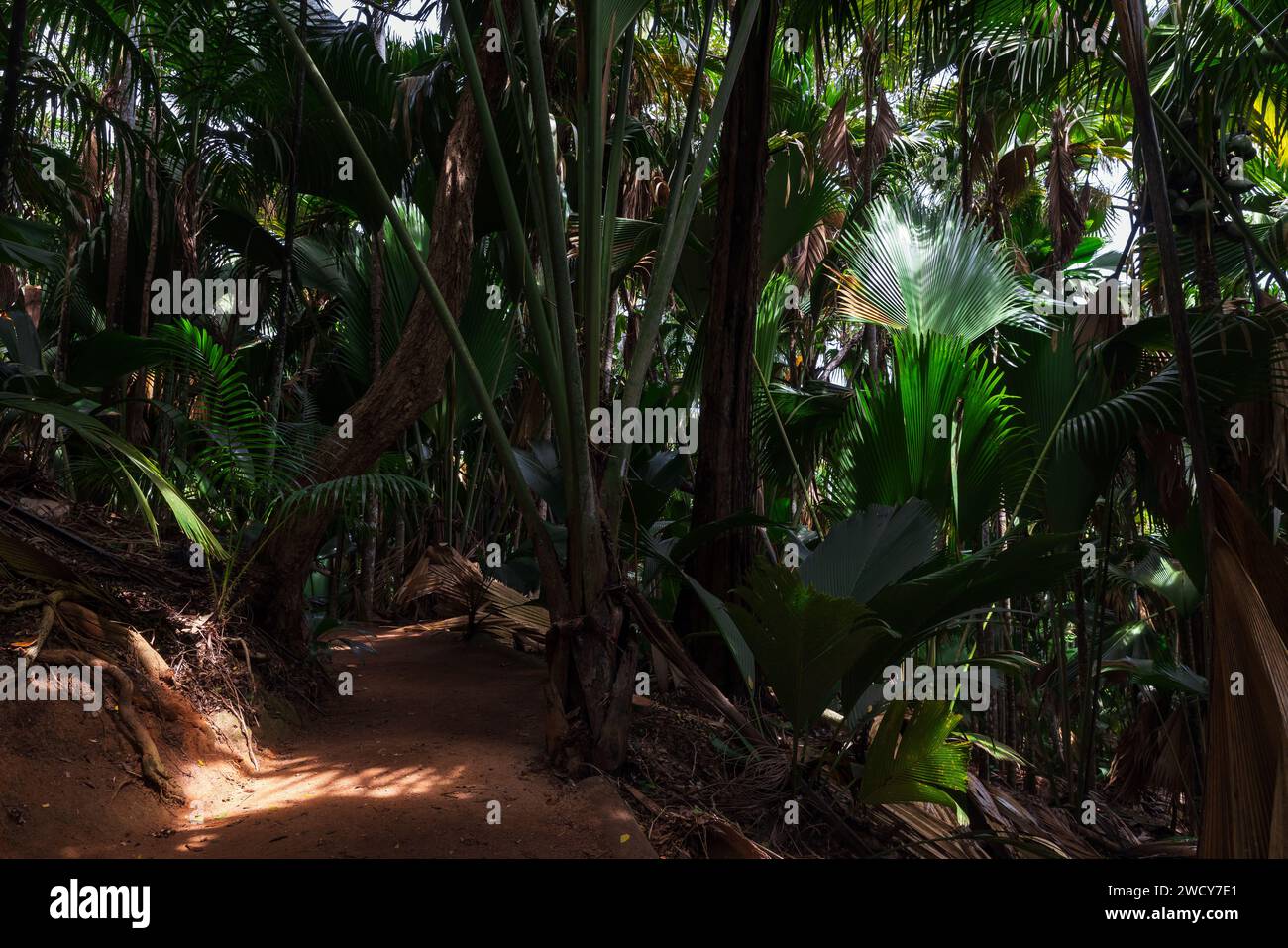 A lane goes through the dark palm forest. Natural reserve park Vallee ...