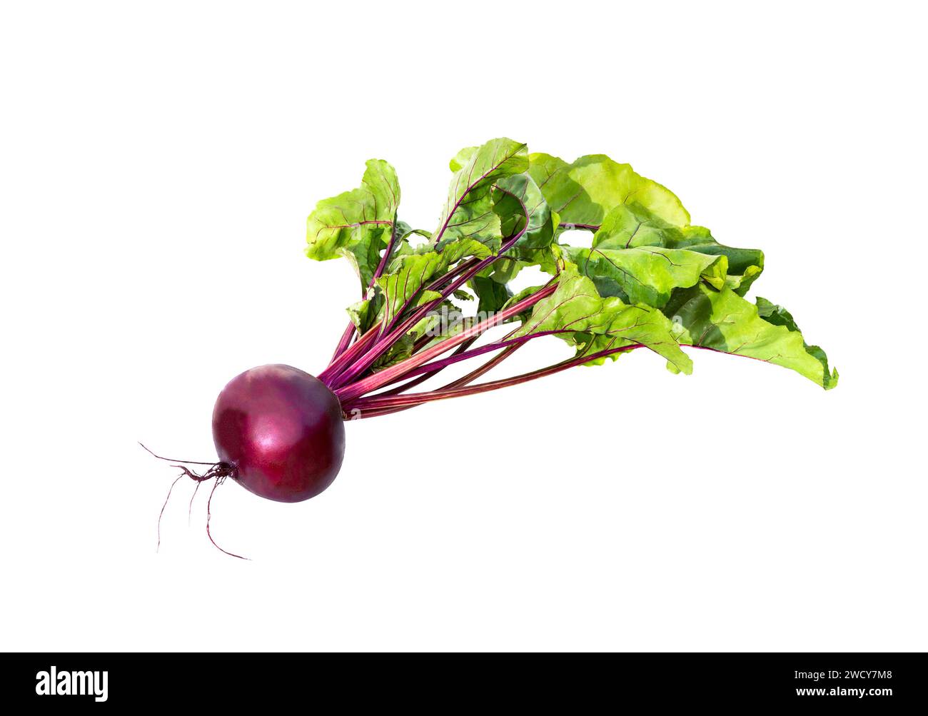Beetroot on white . One fresh red beet with leaves isolated on white ...
