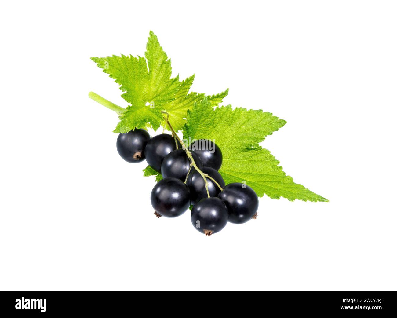 Currant. Black currant berry with leaf isolated on white background ...