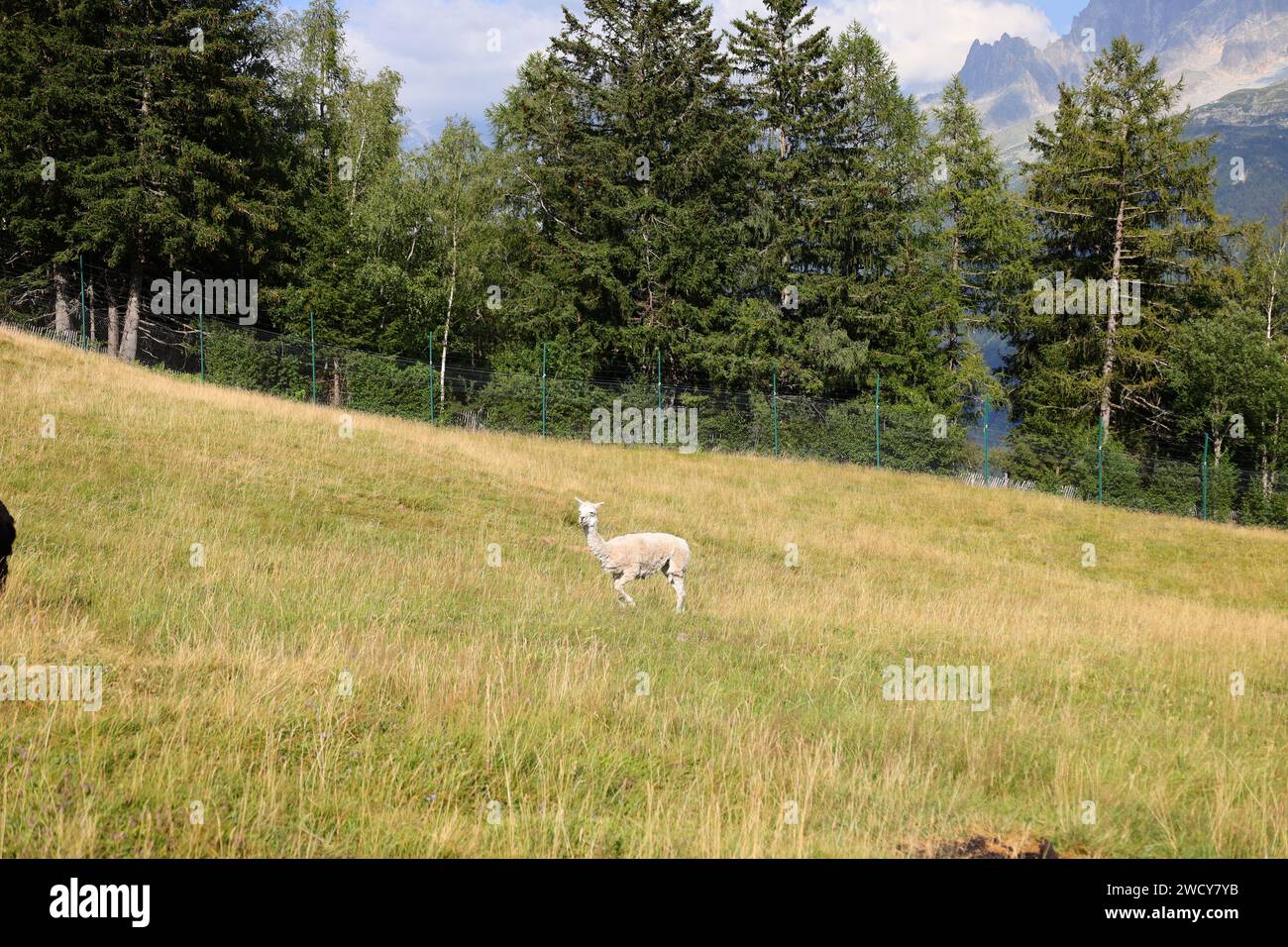 The Merlet Animal Park is a zoological park in France located in the ...