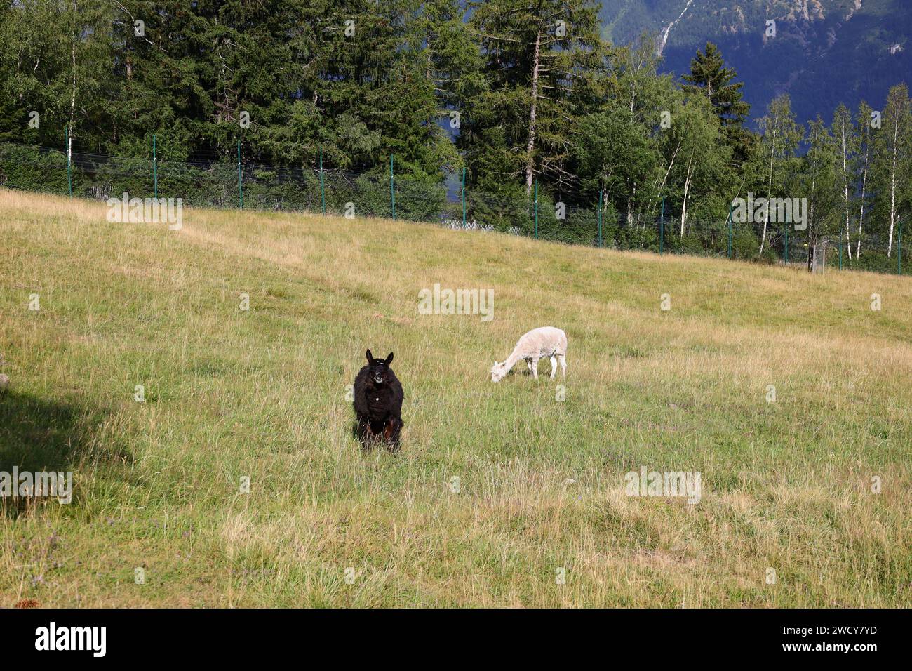 The Merlet Animal Park is a zoological park in France located in the ...