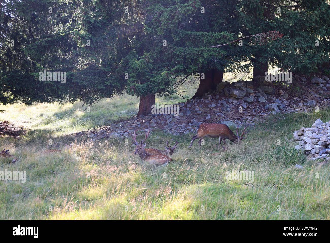 The Merlet Animal Park is a zoological park in France located in the ...