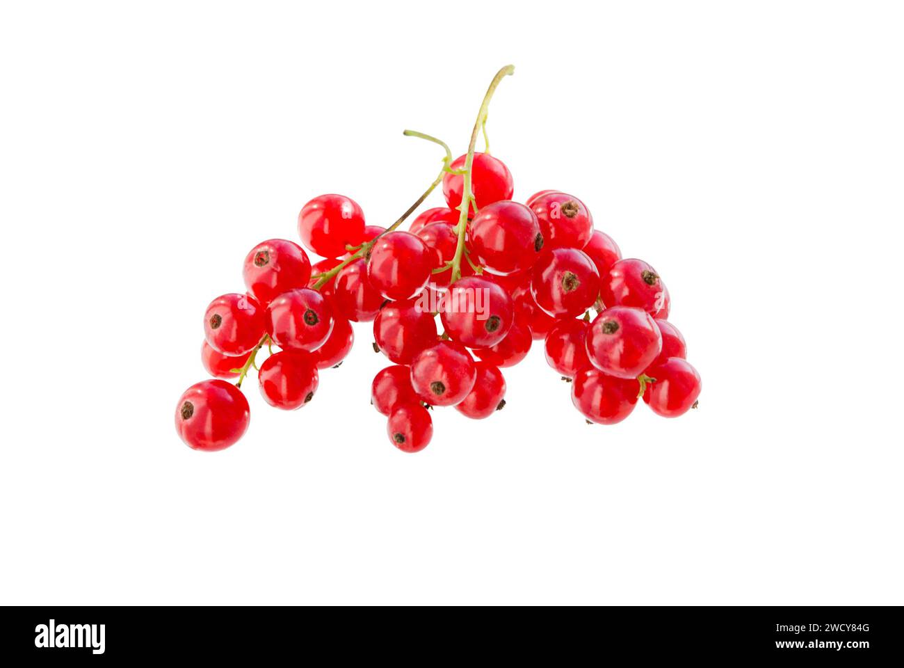 Currant. Red currant berry with leaf isolated on white background Stock ...
