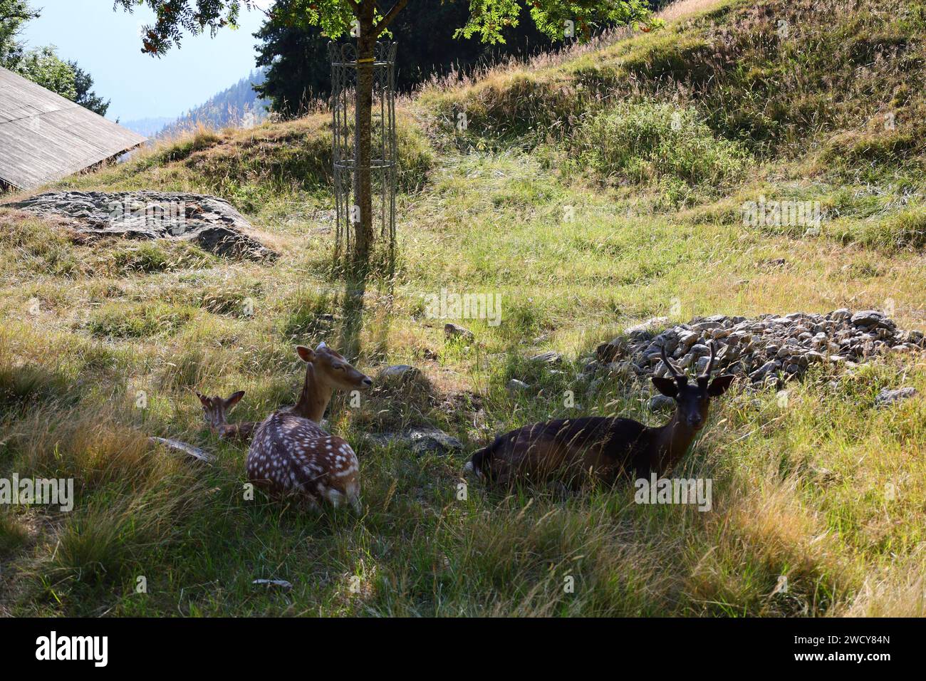 The Merlet Animal Park is a zoological park in France located in the ...