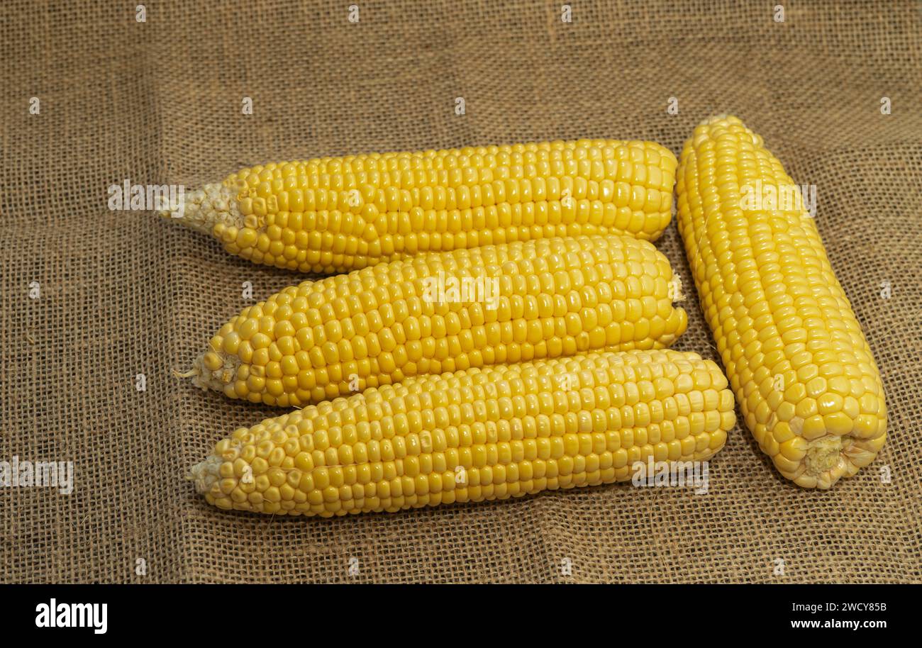 Fresh young sweet corn on the cob with husks, close-up. Freshly picked ...