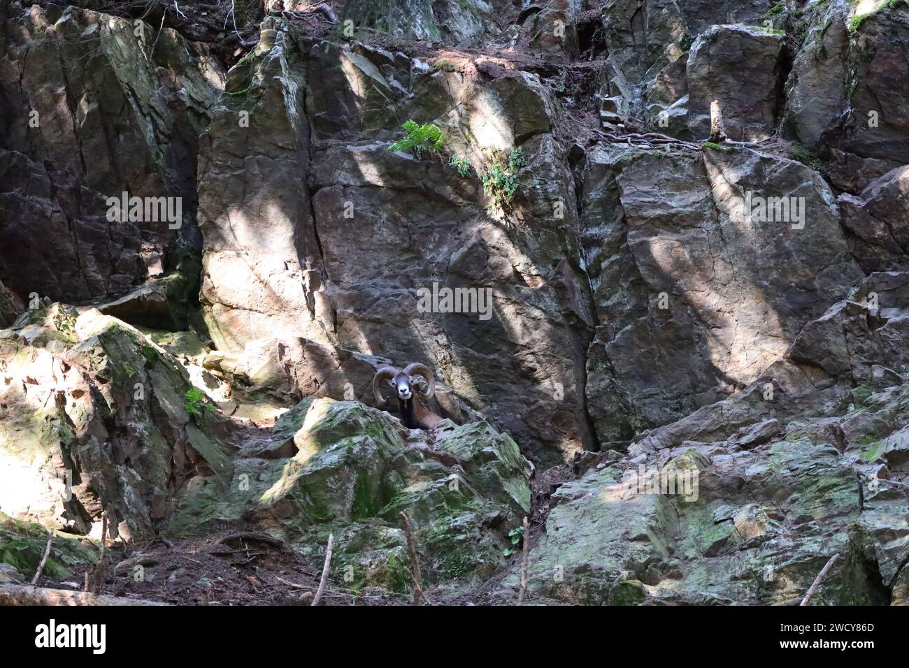 The Merlet Animal Park is a zoological park in France located in the ...
