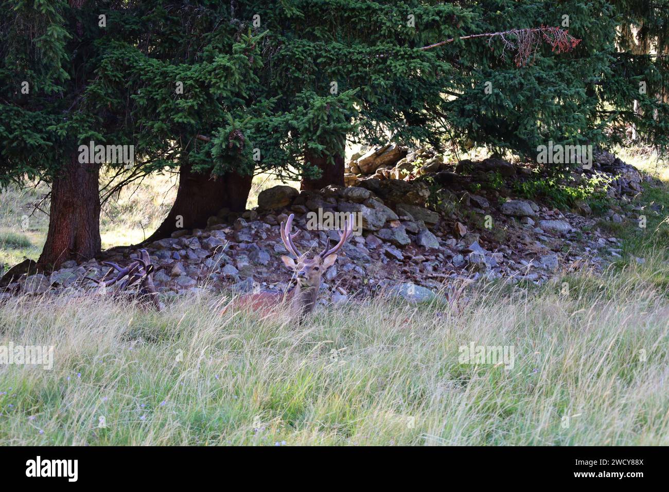 The Merlet Animal Park is a zoological park in France located in the ...