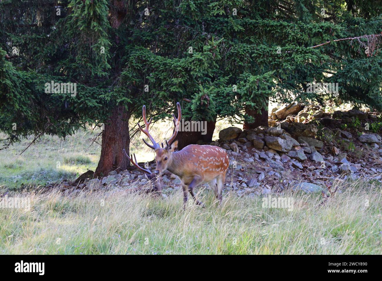 The Merlet Animal Park is a zoological park in France located in the ...