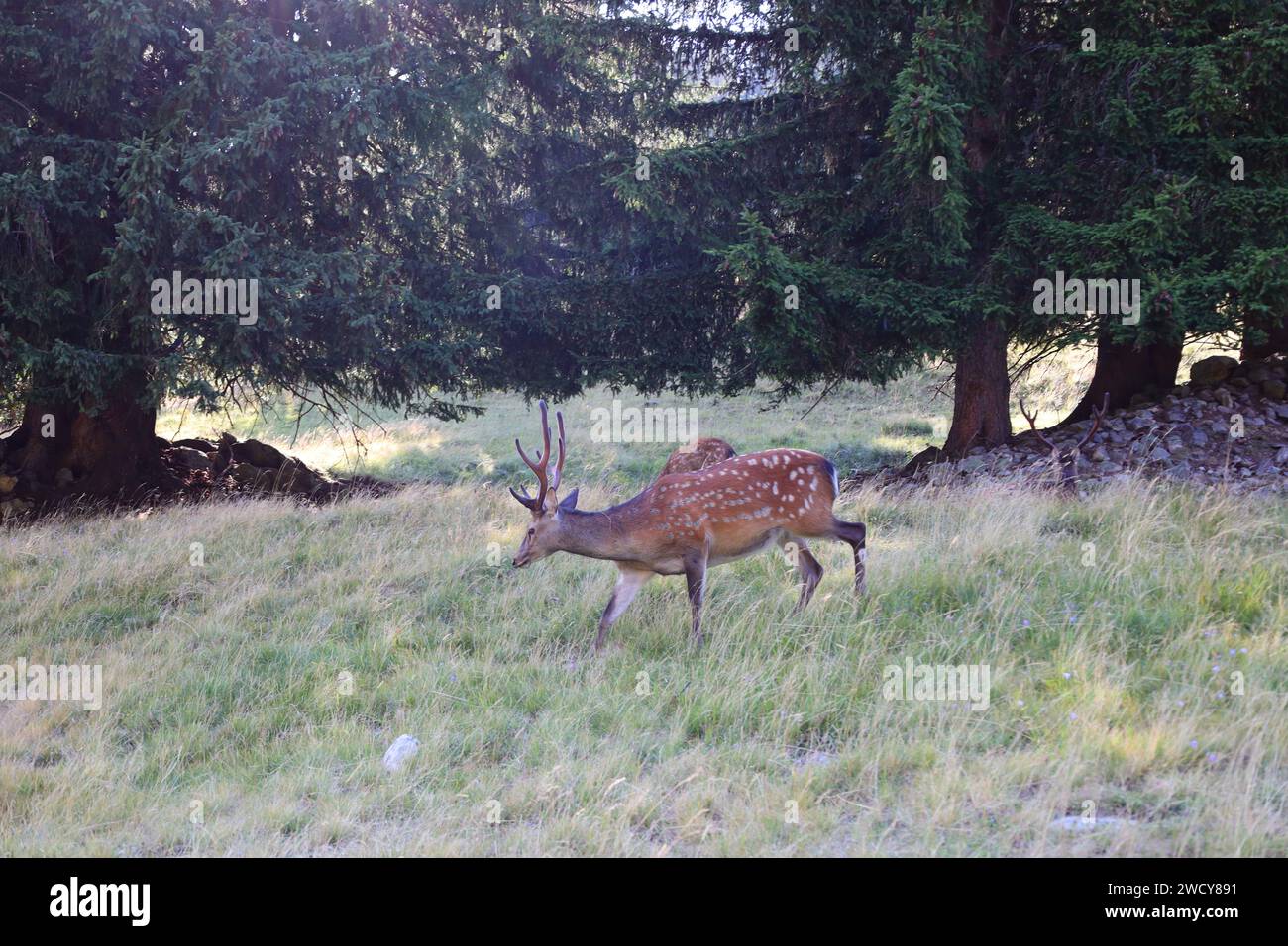 The Merlet Animal Park is a zoological park in France located in the ...