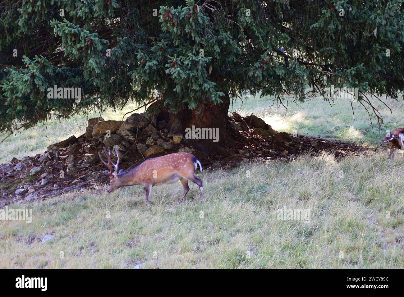 The Merlet Animal Park is a zoological park in France located in the ...