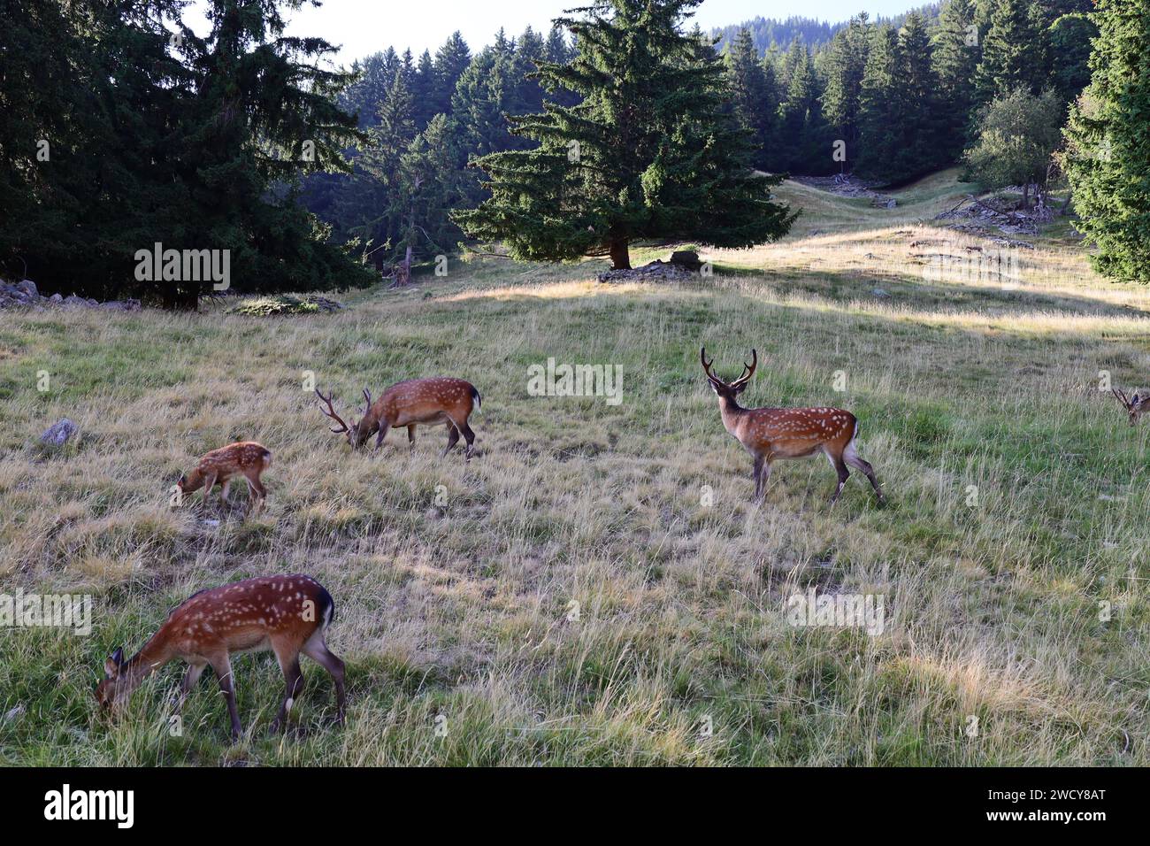 The Merlet Animal Park is a zoological park in France located in the ...