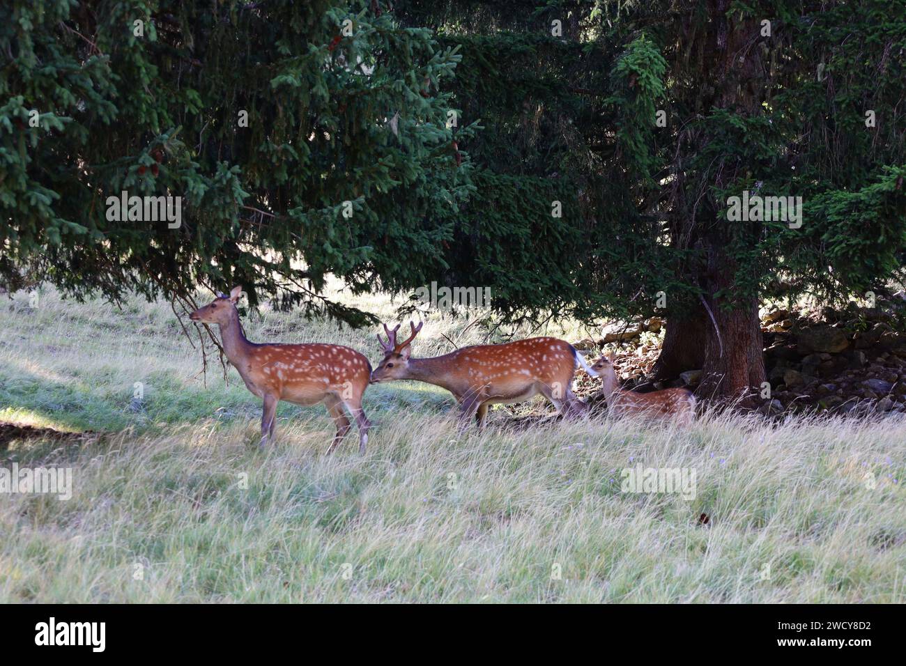 The Merlet Animal Park is a zoological park in France located in the ...