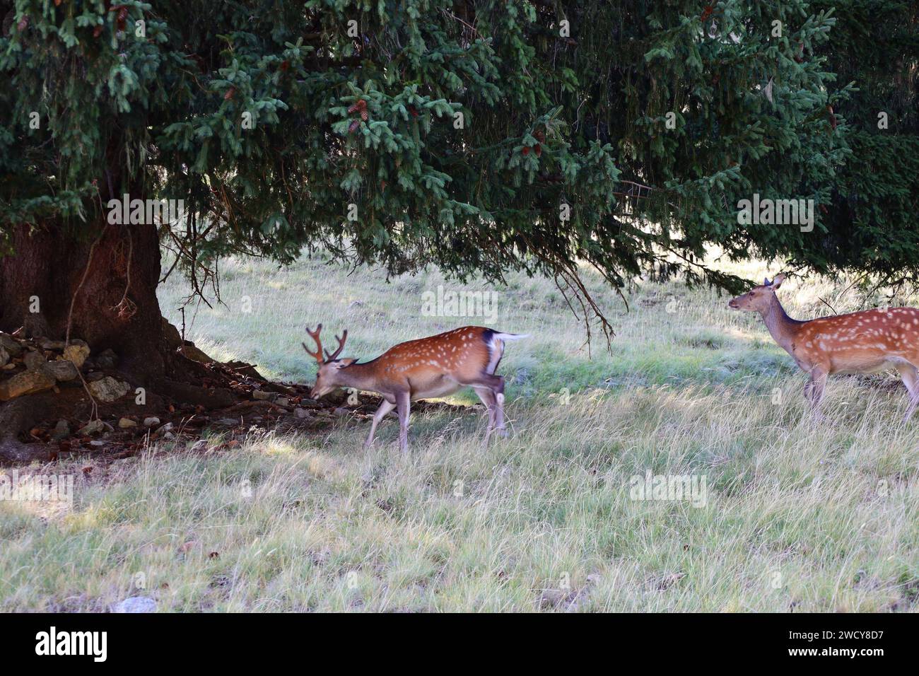 The Merlet Animal Park is a zoological park in France located in the ...