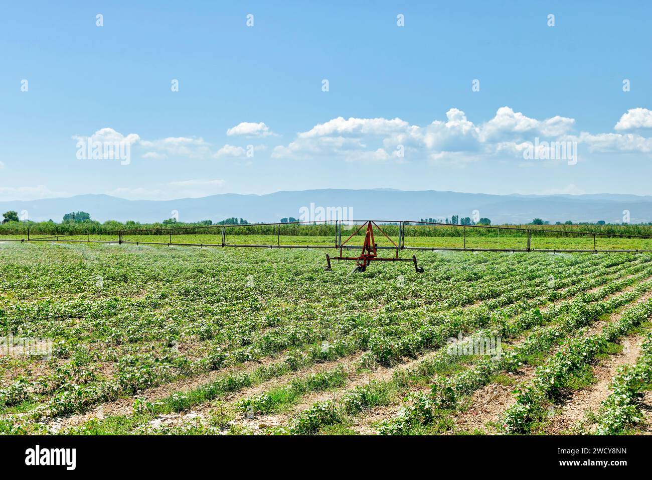 modern irrigation system watering cotton field Stock Photo - Alamy