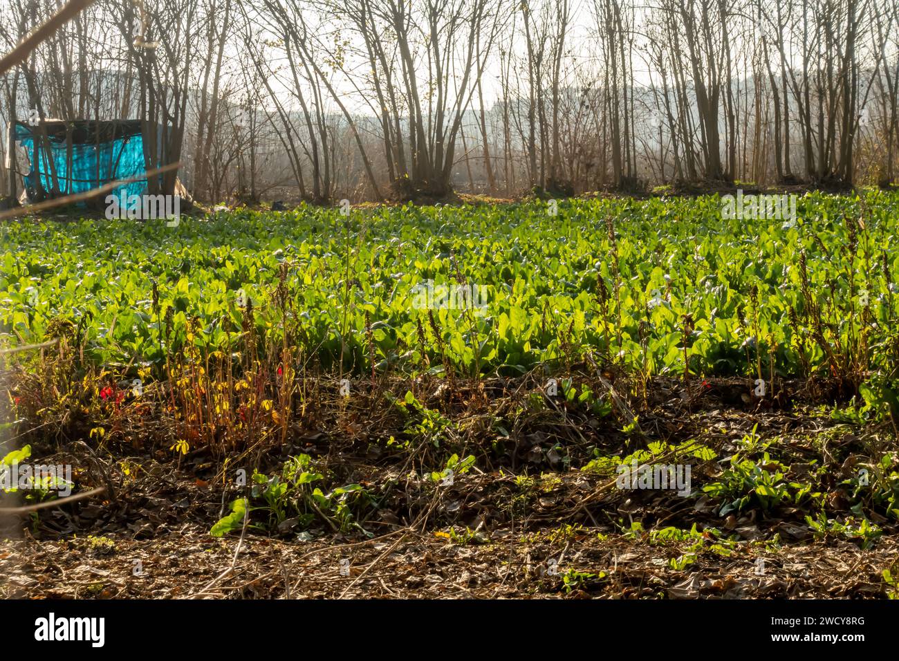 Turkey field agriculture crop hi-res stock photography and images - Alamy
