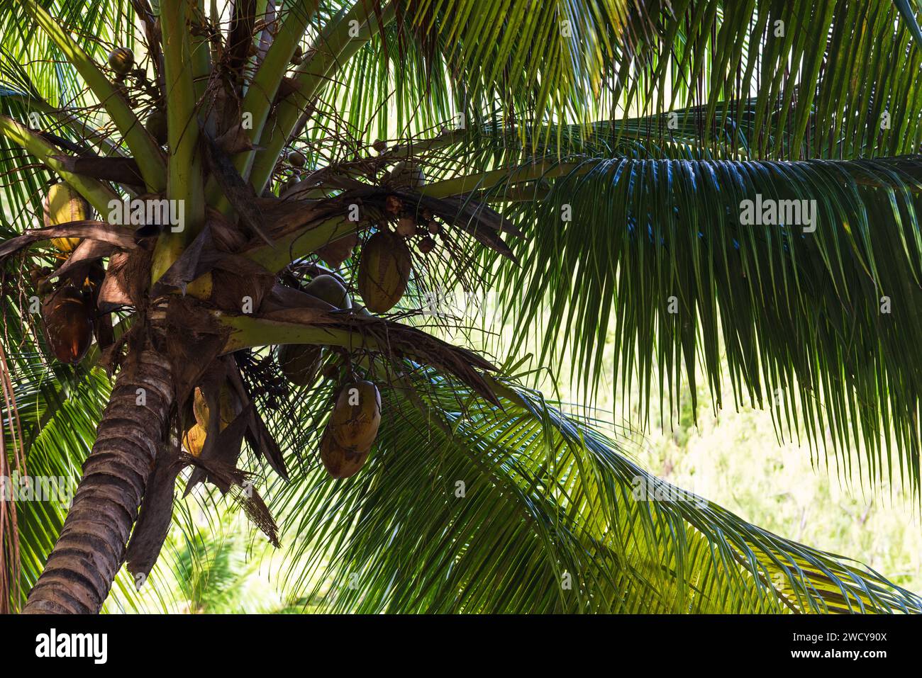 Coconut palm with fruits on a sunny day, Cocos nucifera. Anse Lazio ...