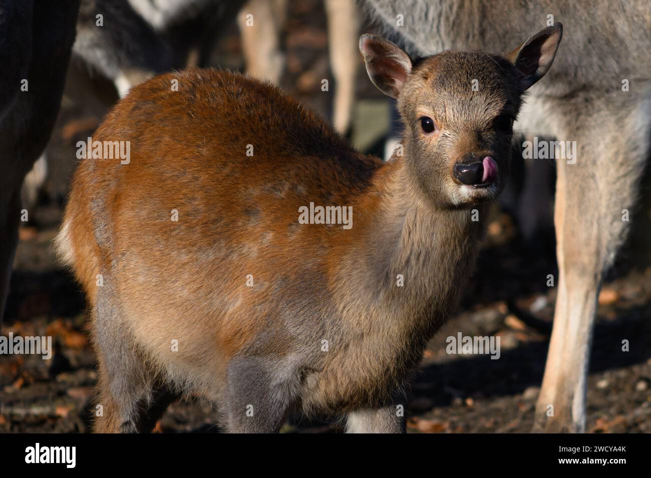 Deer licking lips hi-res stock photography and images - Alamy