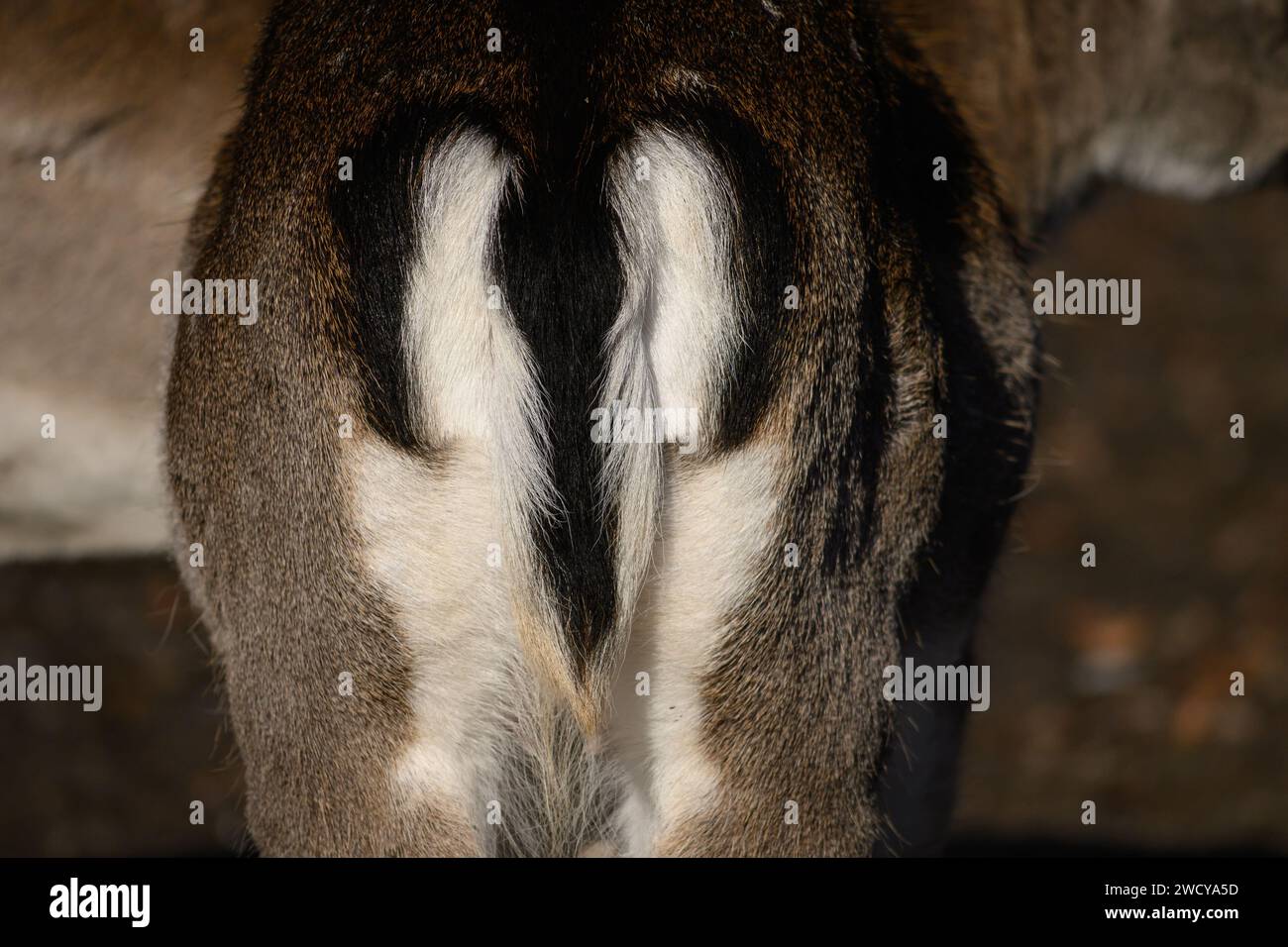 Distinctive backside markings of a sika deer, cervus nippon Stock Photo ...