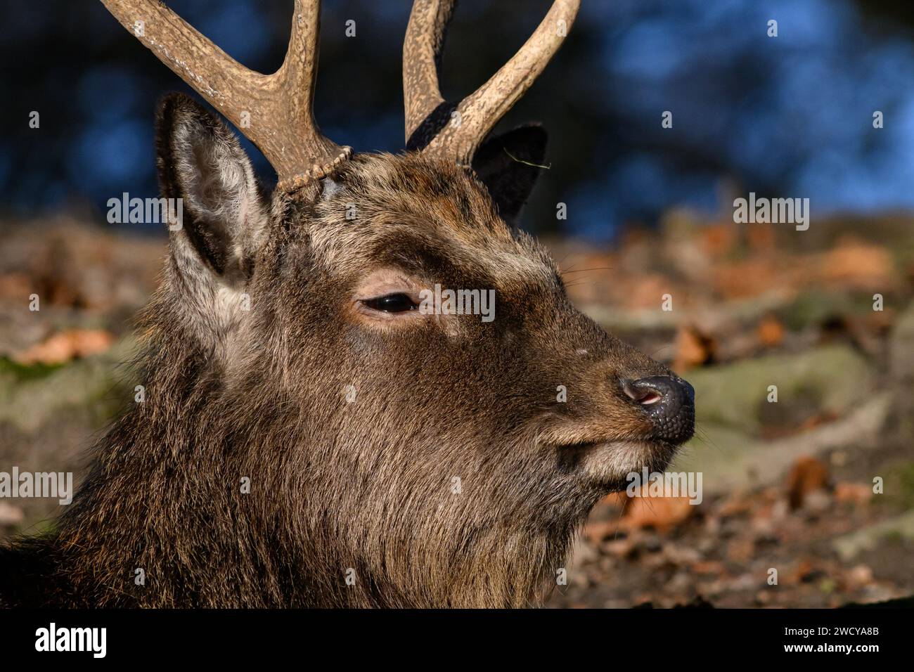 Sika deer buck hi-res stock photography and images - Alamy