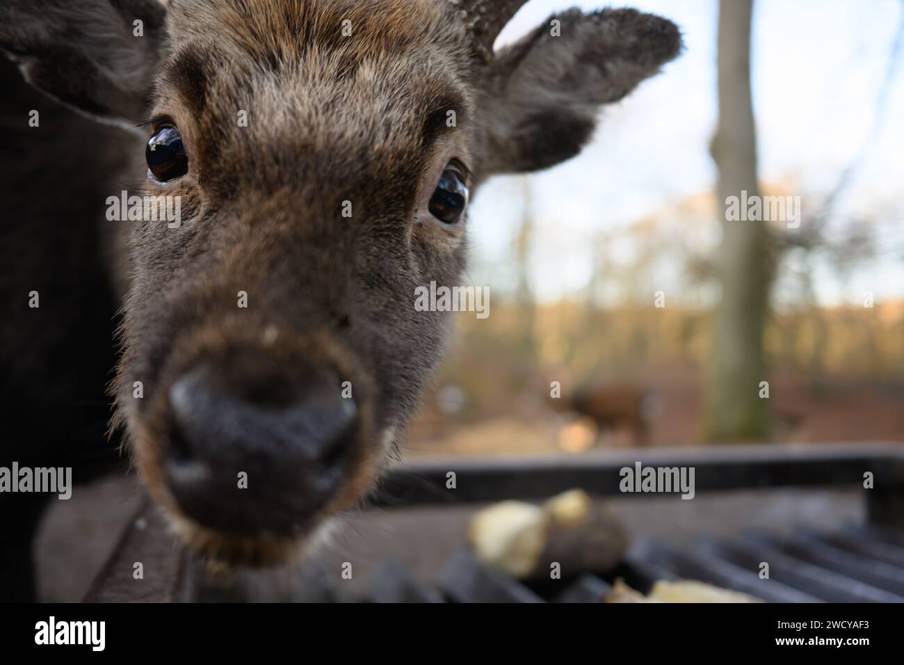 Sika deer buck hi-res stock photography and images - Alamy