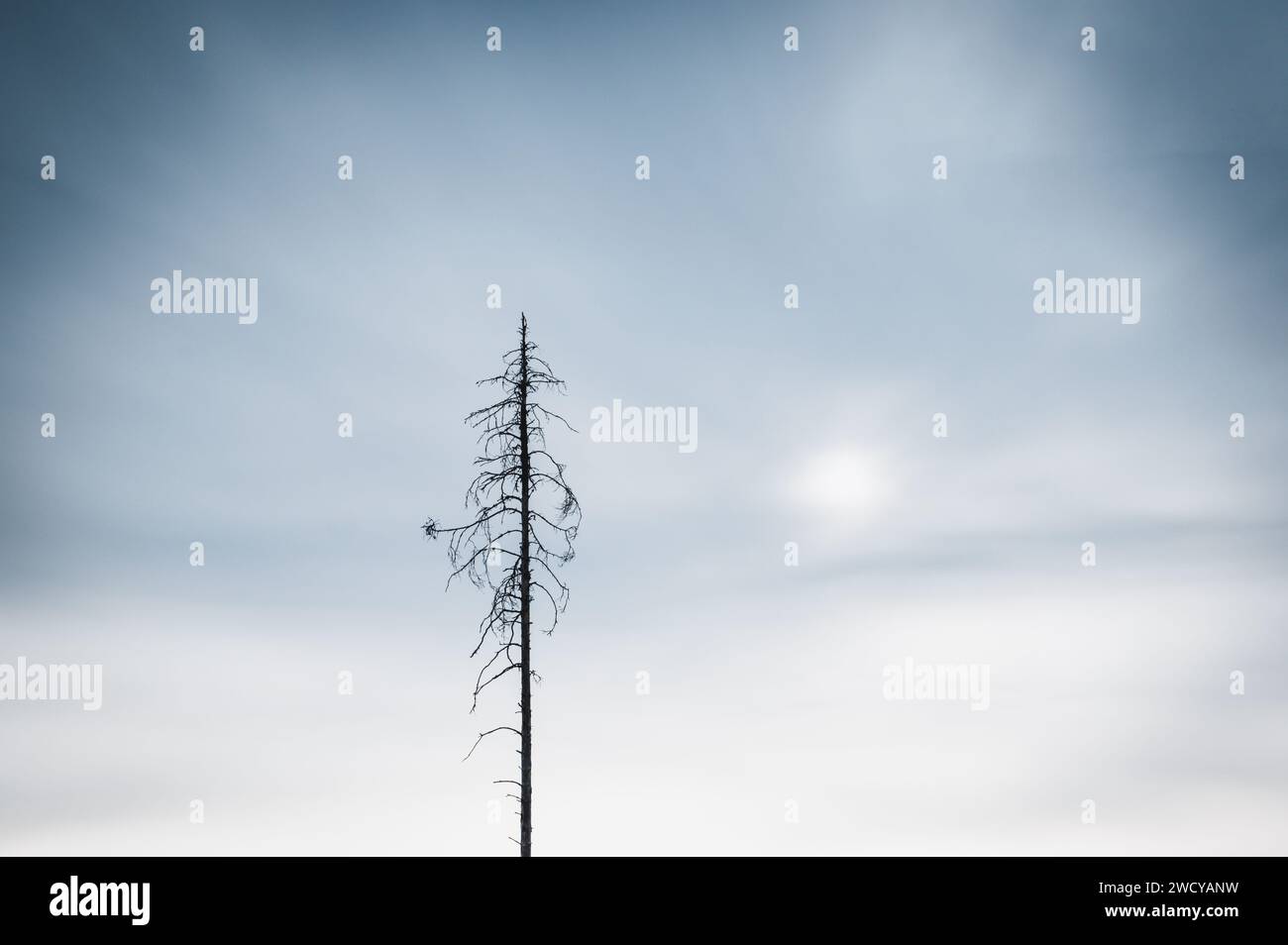 Fire color tree hi-res stock photography and images - Alamy