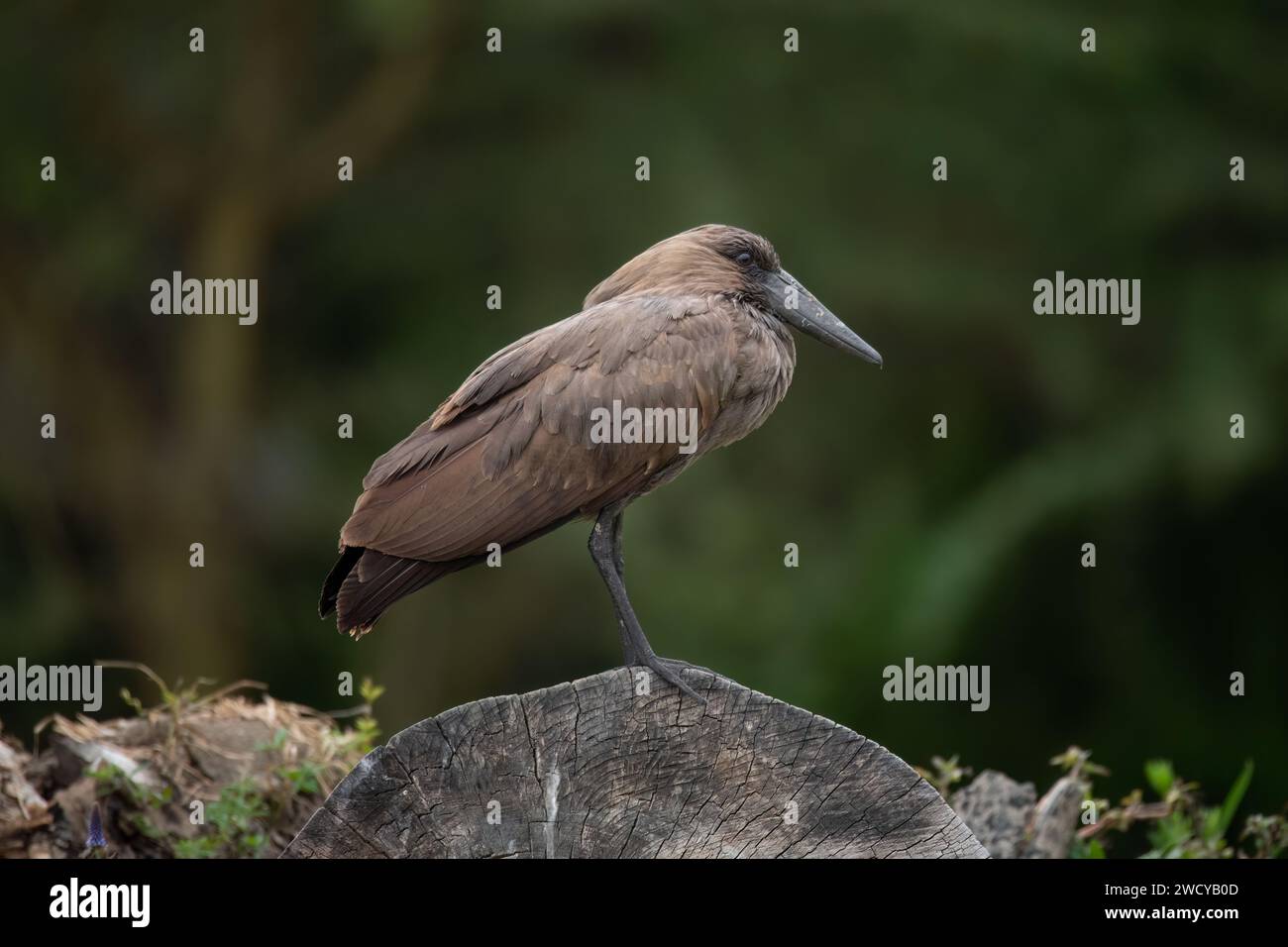Hamerkop hammerhead scopus umbretta bird hi-res stock photography and ...