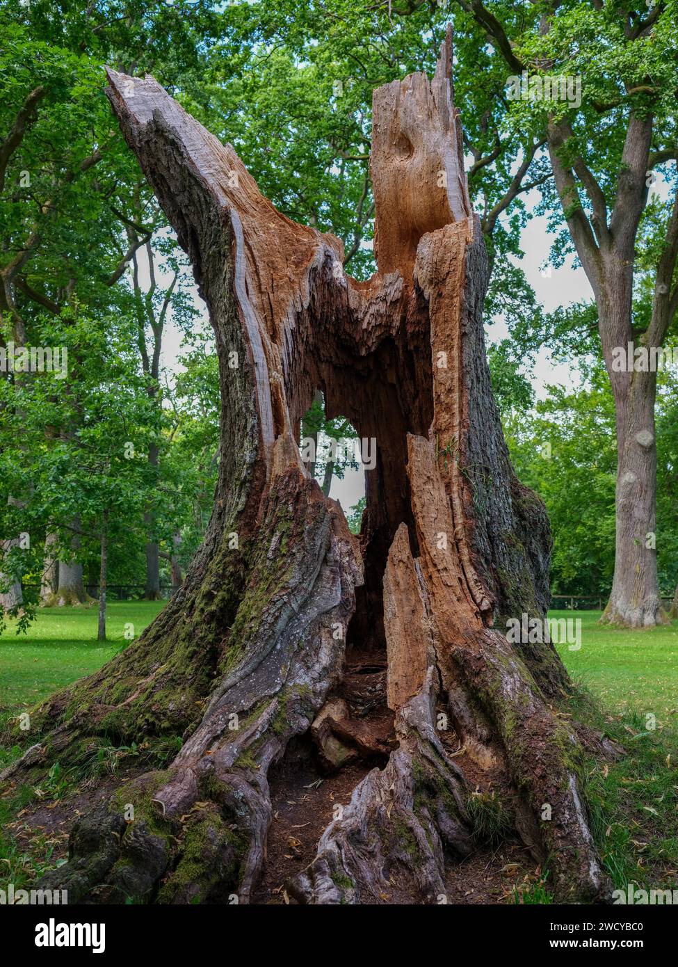 Old broken oak tree with hollow trunk Stock Photo - Alamy