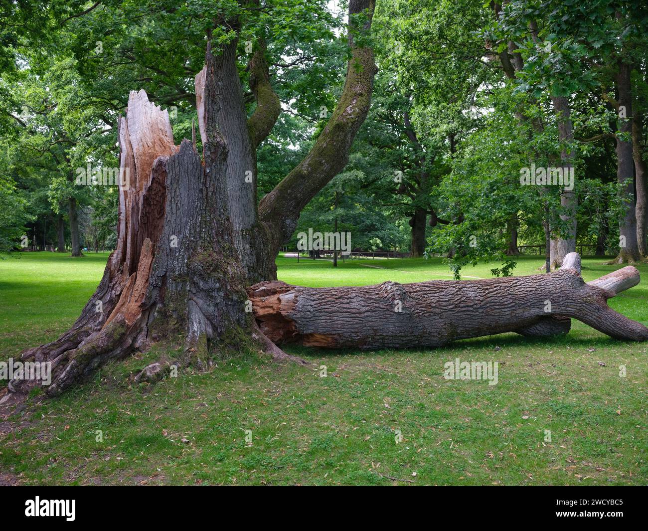 Storm fallen oak tree with broken trunk Stock Photo - Alamy