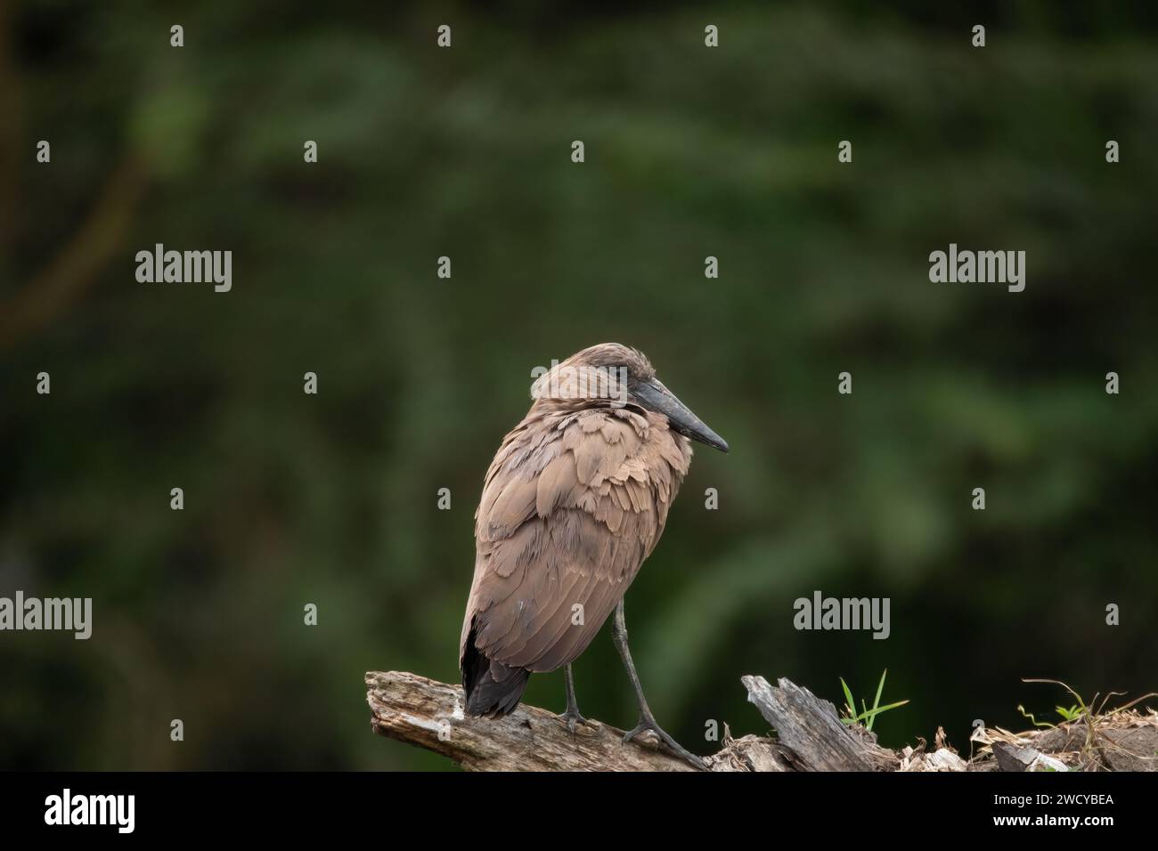 Hammer head bird hi-res stock photography and images - Alamy