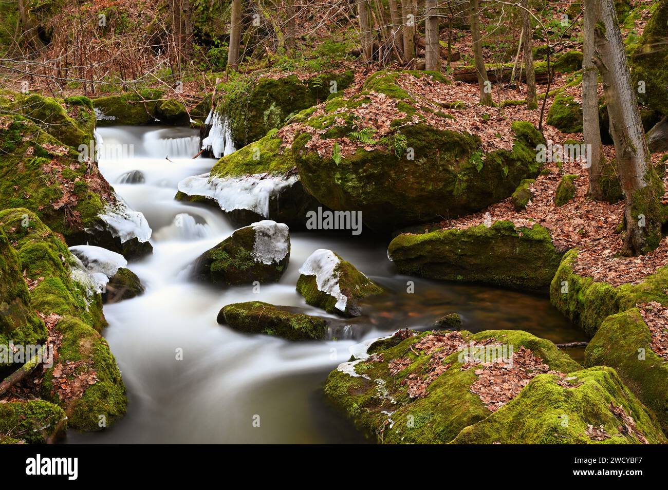 Snowy moss hi-res stock photography and images - Alamy