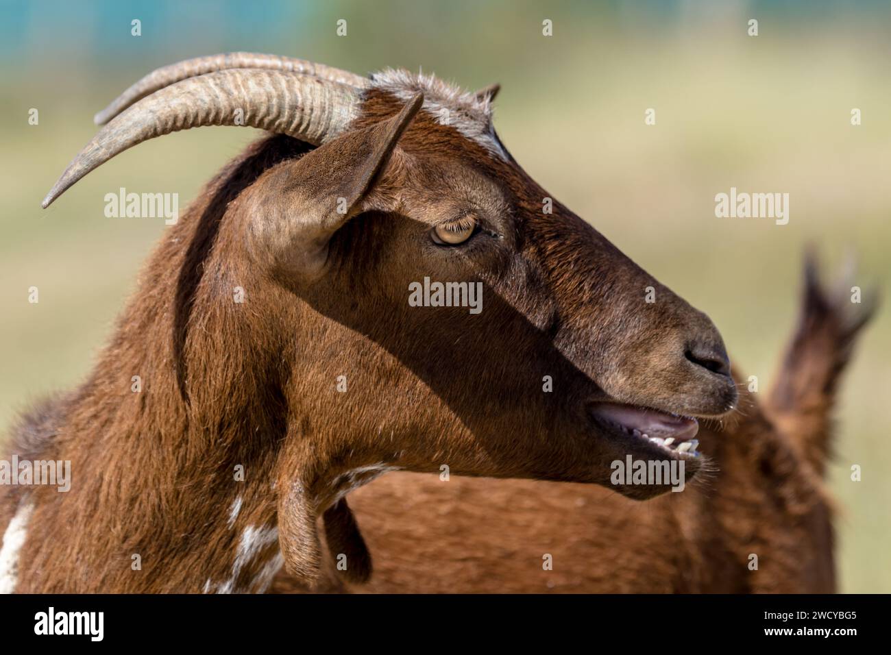 Details of a brown goat on the meadow Stock Photo - Alamy