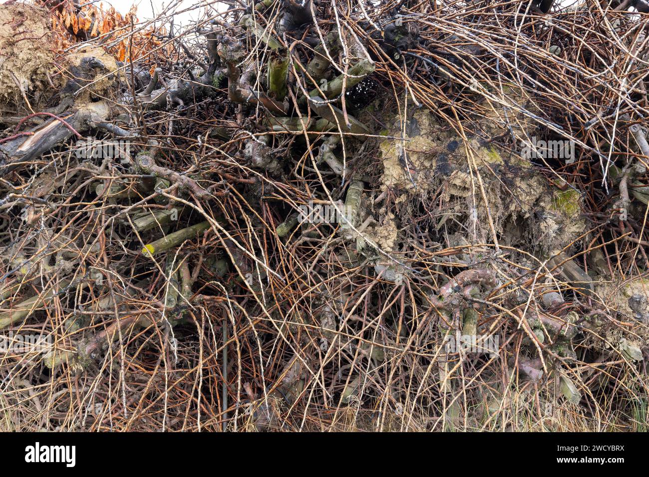 Tree sections, plant waste and wood in a pile Stock Photo - Alamy