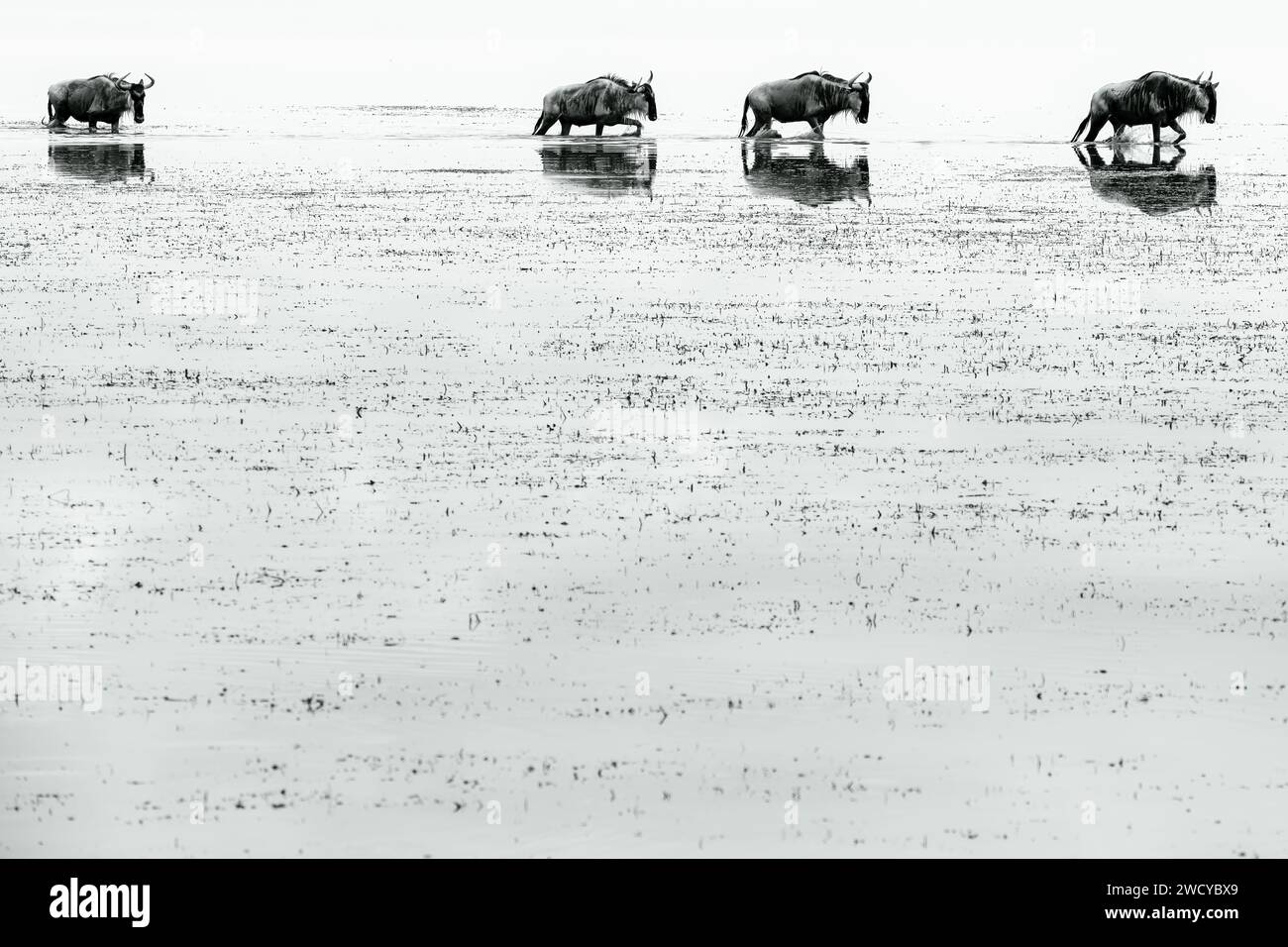 African animals migrating hi-res stock photography and images - Alamy