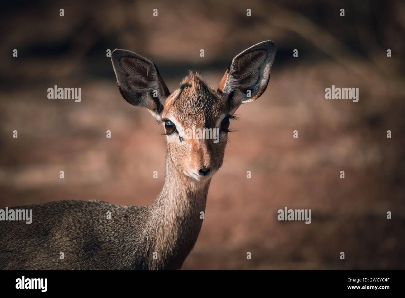Small dik dik deer hi-res stock photography and images - Alamy