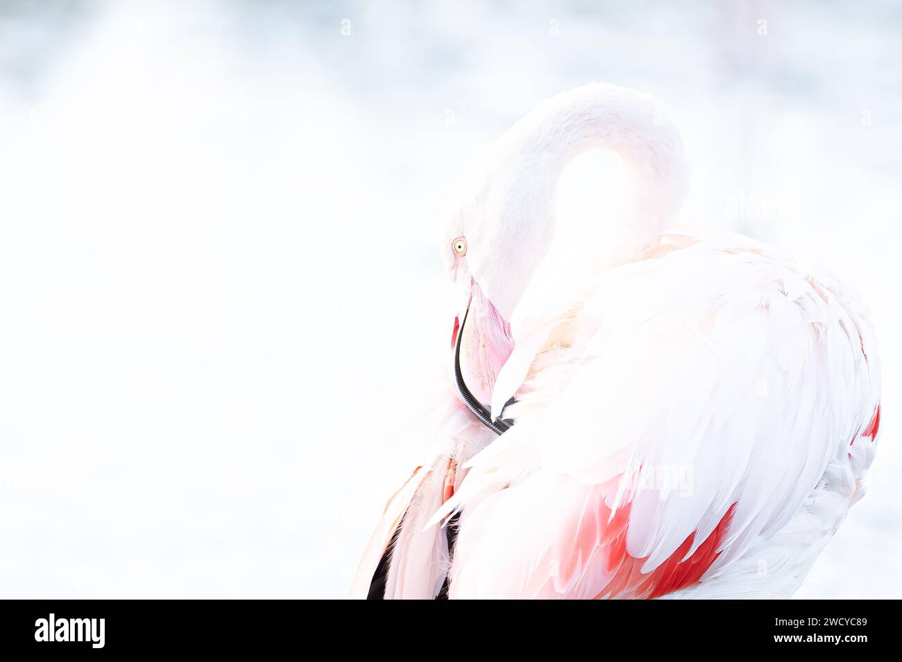 High key bird hi-res stock photography and images - Alamy